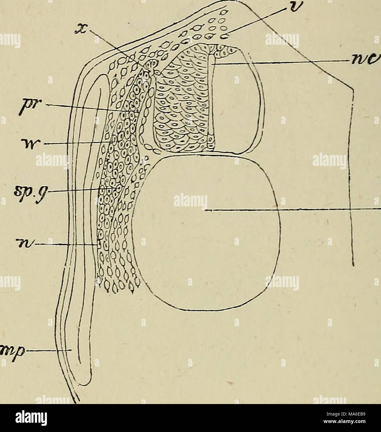 . The elements of embryology Stock Photo - Alamy