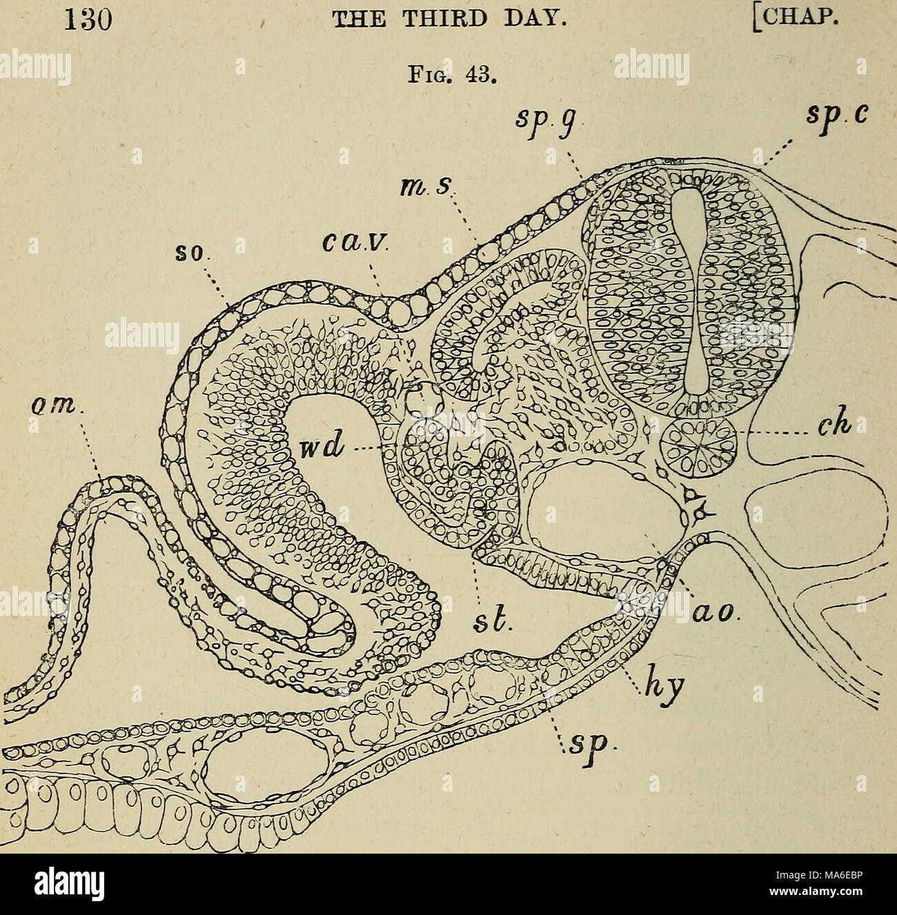 . The elements of embryology Stock Photo - Alamy