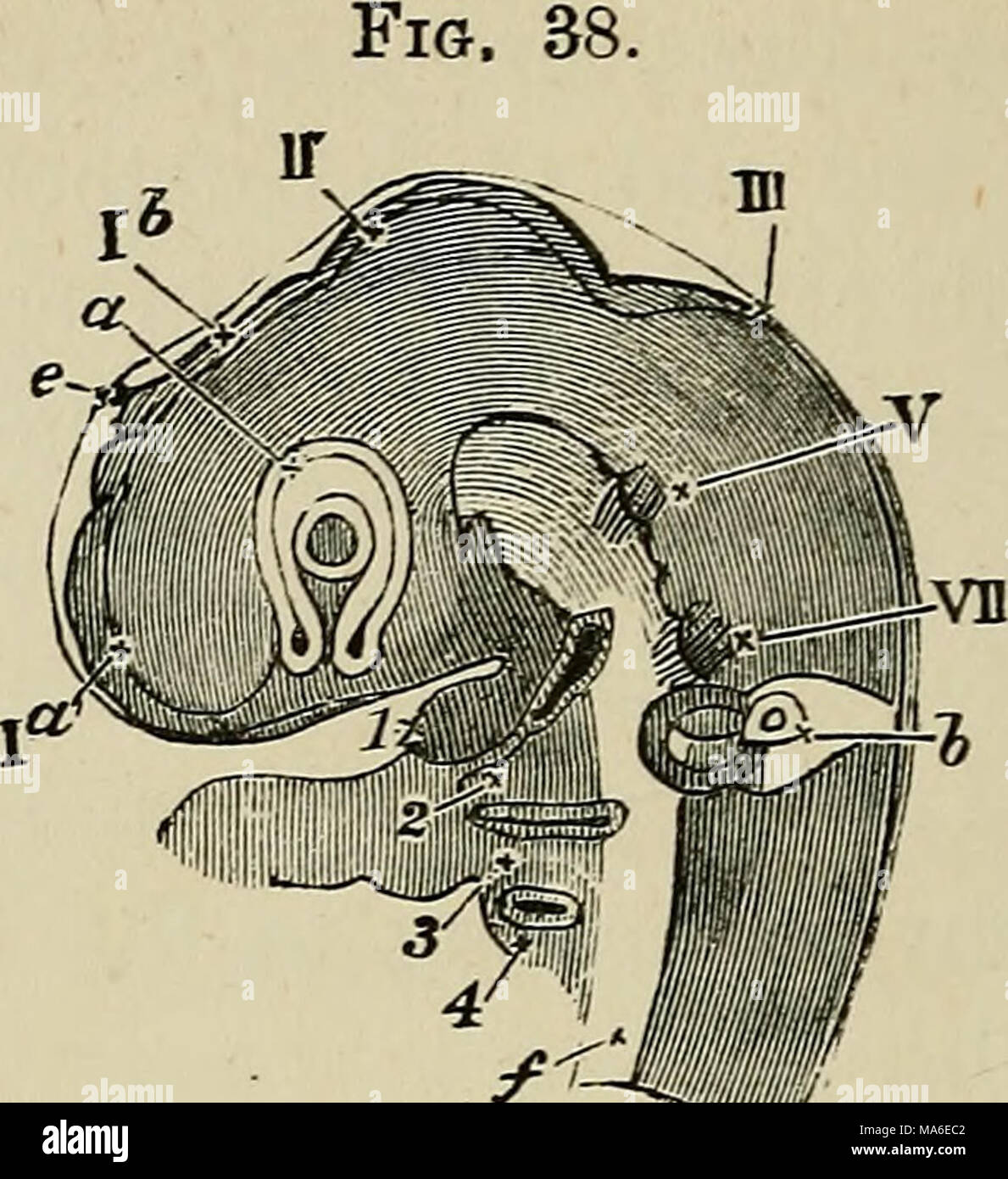 . The elements of embryology Stock Photo - Alamy