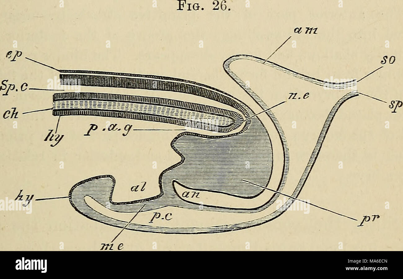 . The elements of embryology Stock Photo - Alamy