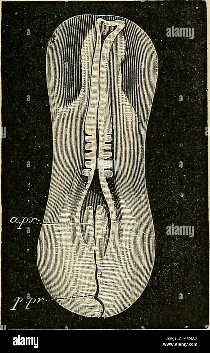 . The elements of embryology Stock Photo - Alamy