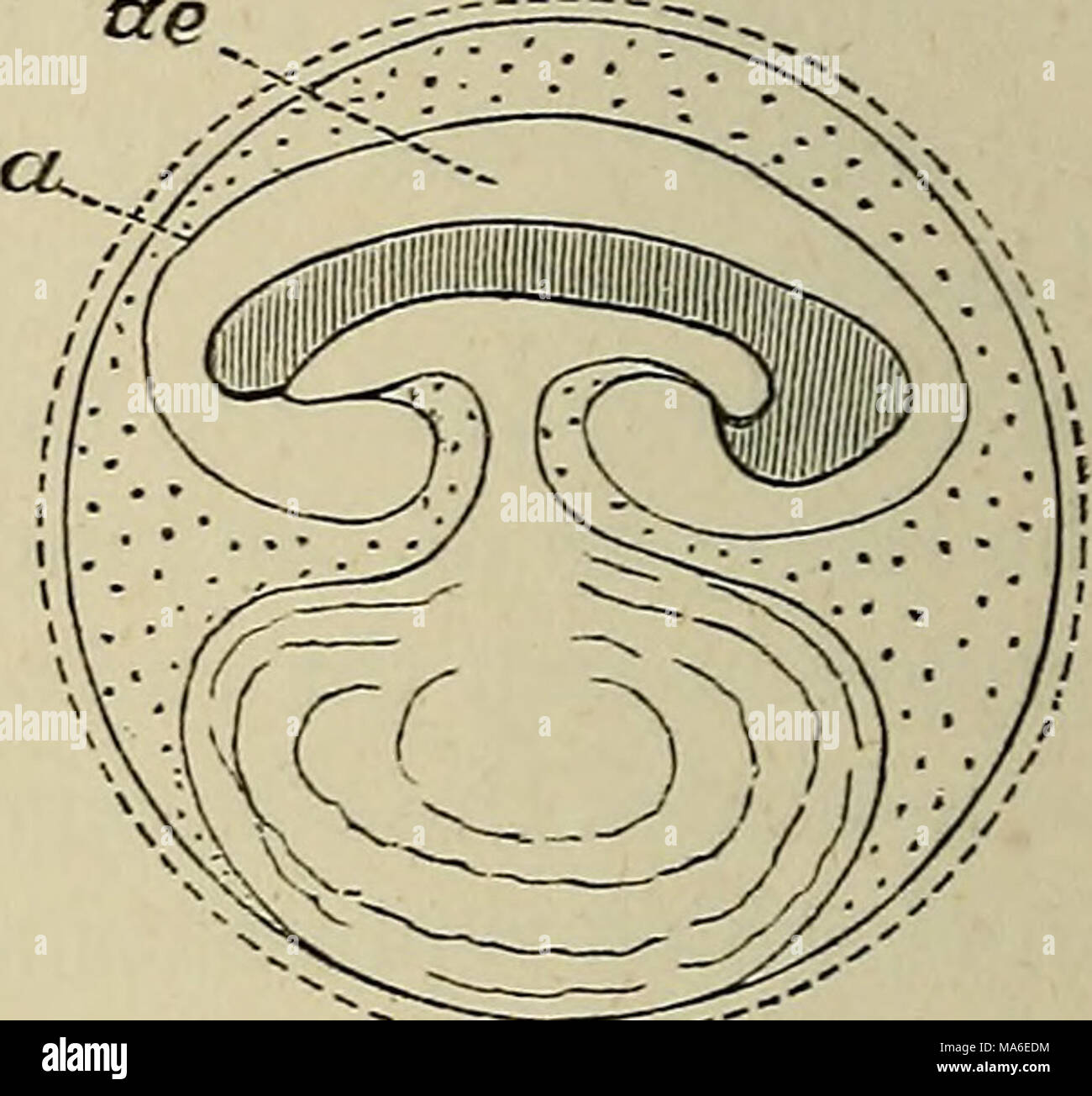 . The elements of embryology Stock Photo - Alamy