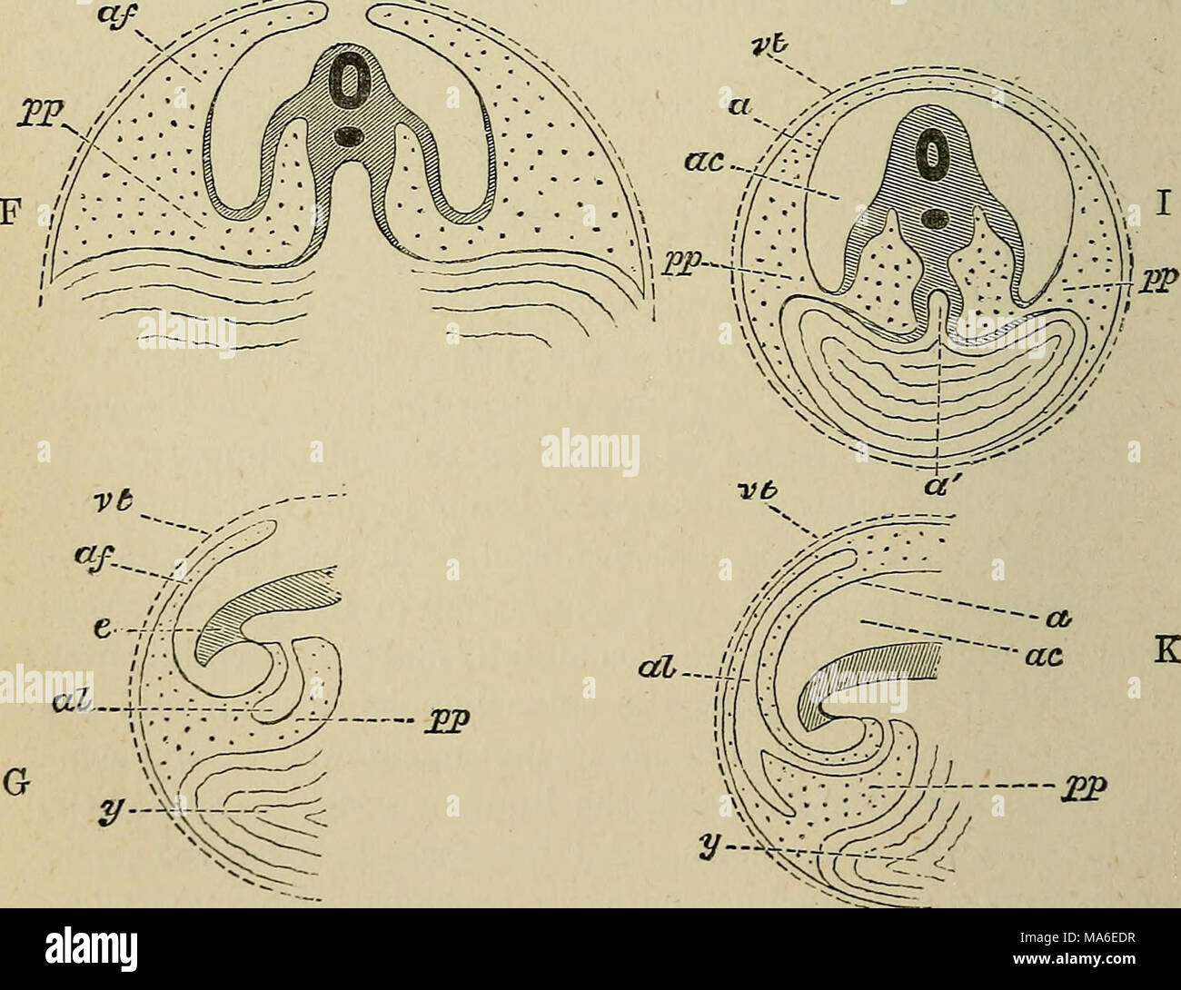 . The elements of embryology Stock Photo - Alamy