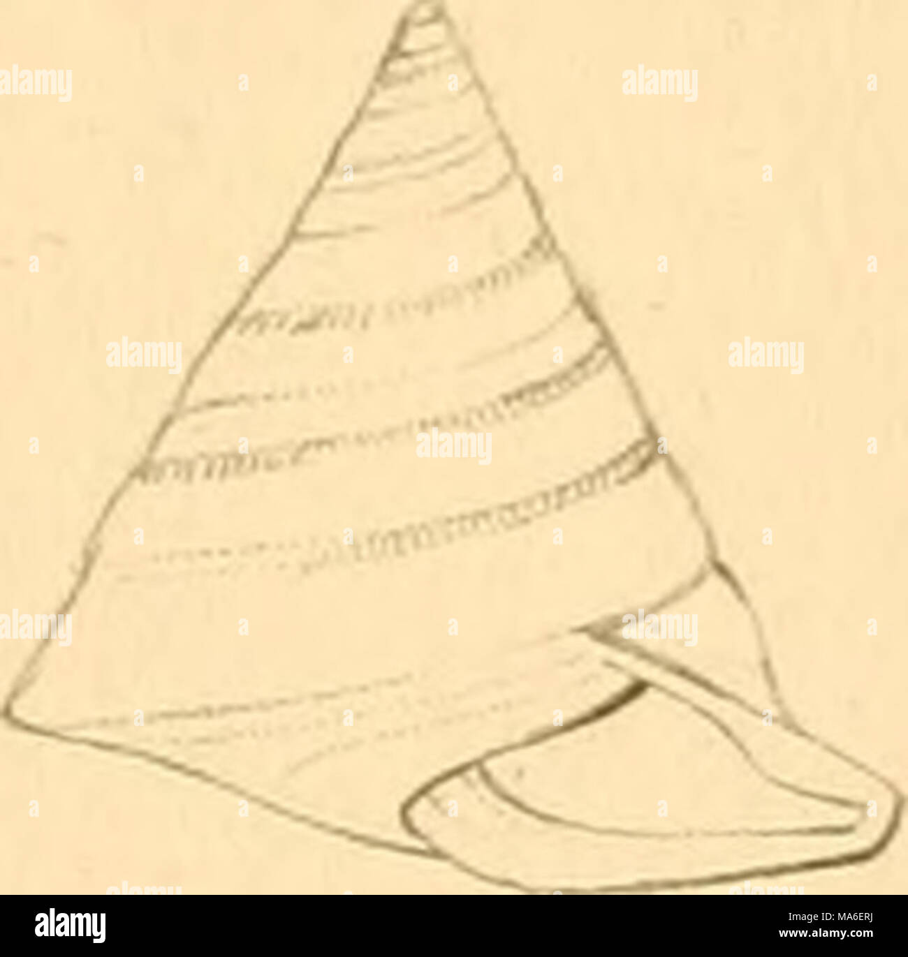 . Elements of conchology, according to the Linnæan system Stock Photo ...