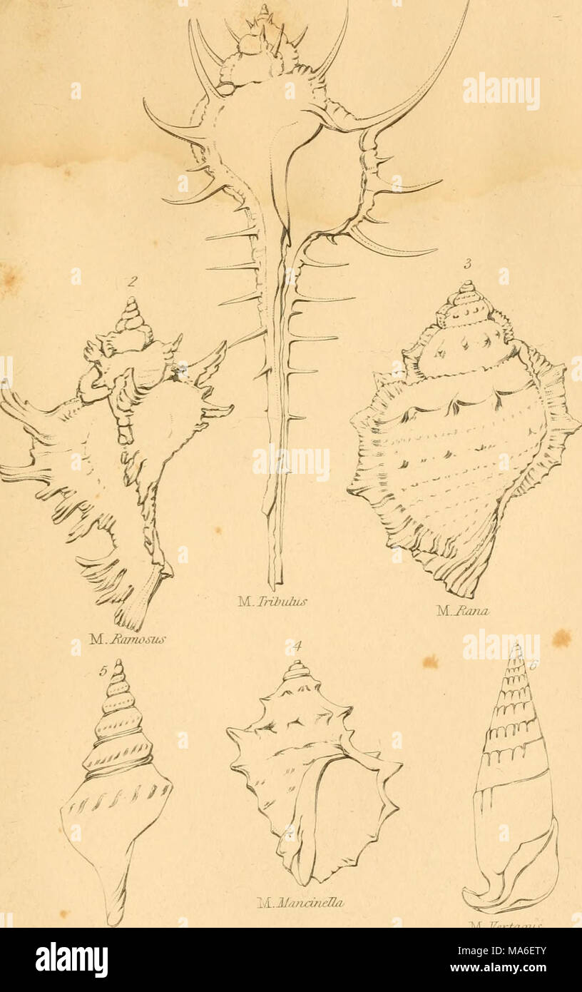 . Elements of conchology, according to the Linnæan system Stock Photo ...