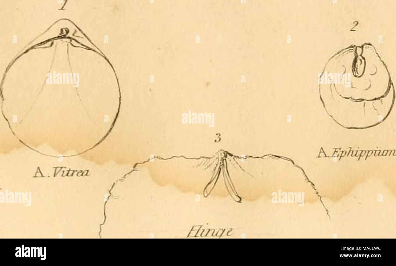 . Elements of conchology, according to the Linnæan system Stock Photo ...