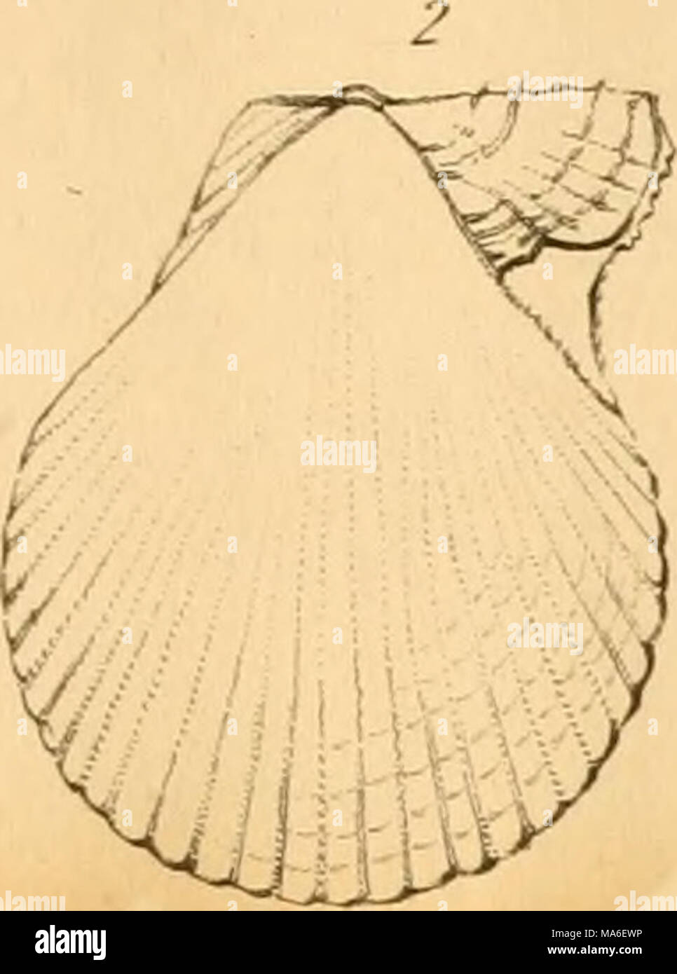 . Elements of conchology, according to the LinnÃ¦an system Stock Photo ...