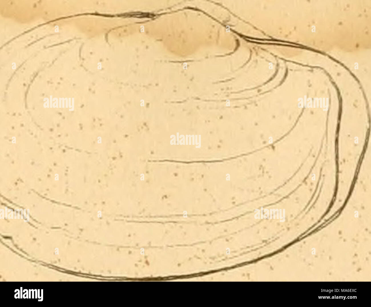 . Elements of conchology, according to the LinnÃ¦an system Stock Photo ...