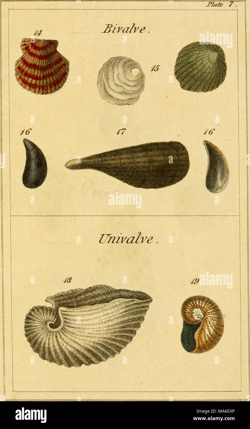 . The elements of conchology, or, Natural history of shells : according ...