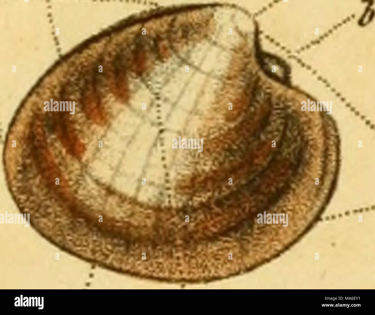 . The elements of conchology, or, Natural history of shells : according ...