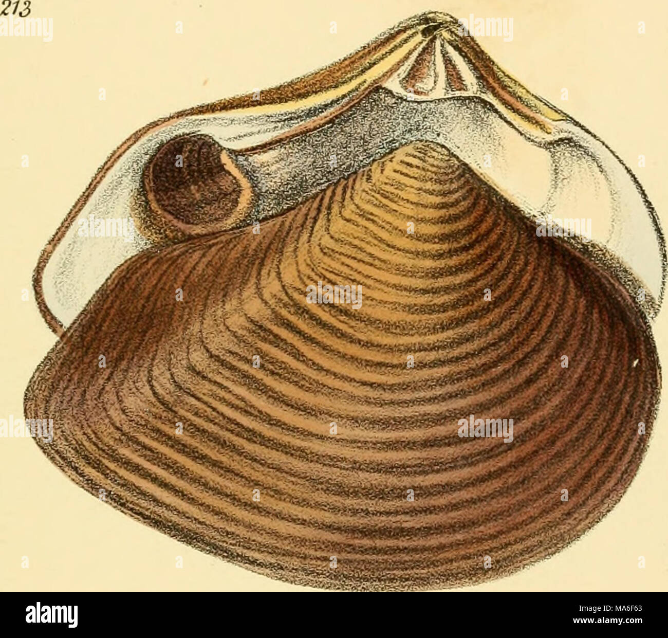 . Elements of conchology : an introduction to the natural history of ...