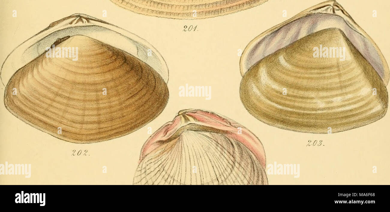. Elements of conchology : an introduction to the natural history of ...