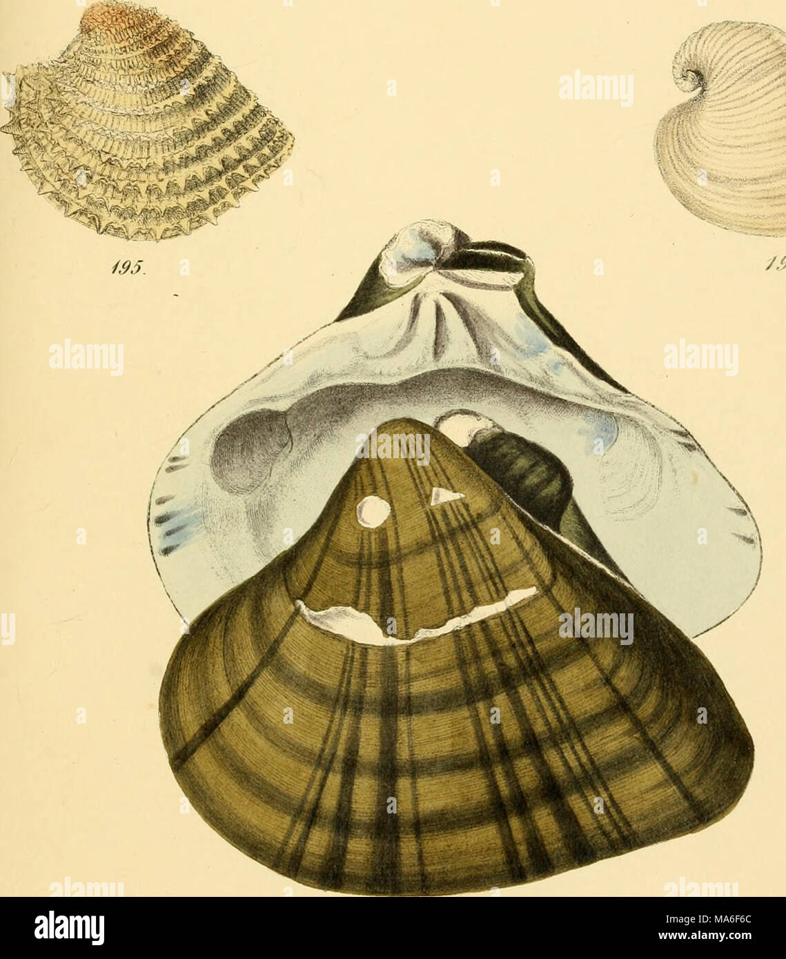 . Elements of conchology : an introduction to the natural history of ...