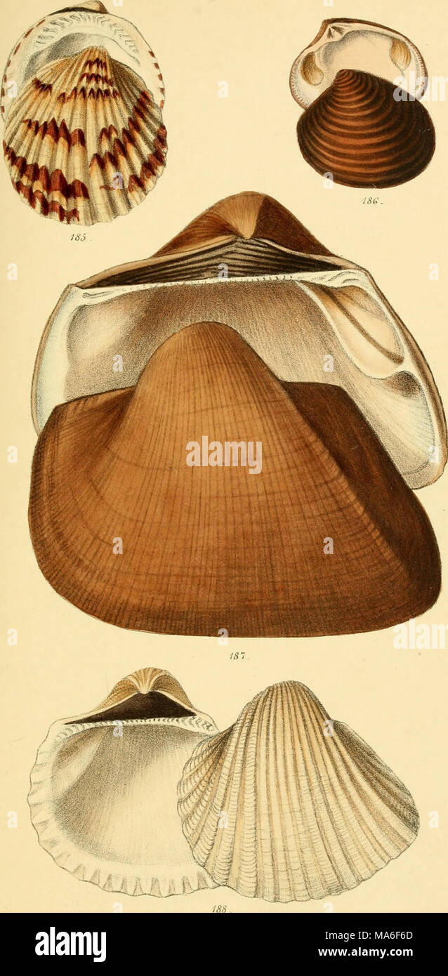 . Elements of conchology : an introduction to the natural history of ...