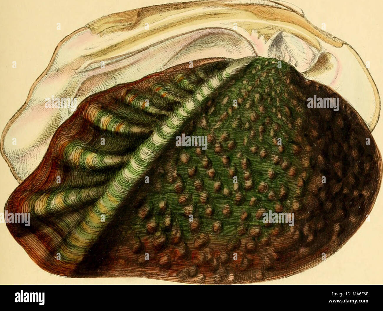 . Elements of conchology : an introduction to the natural history of ...