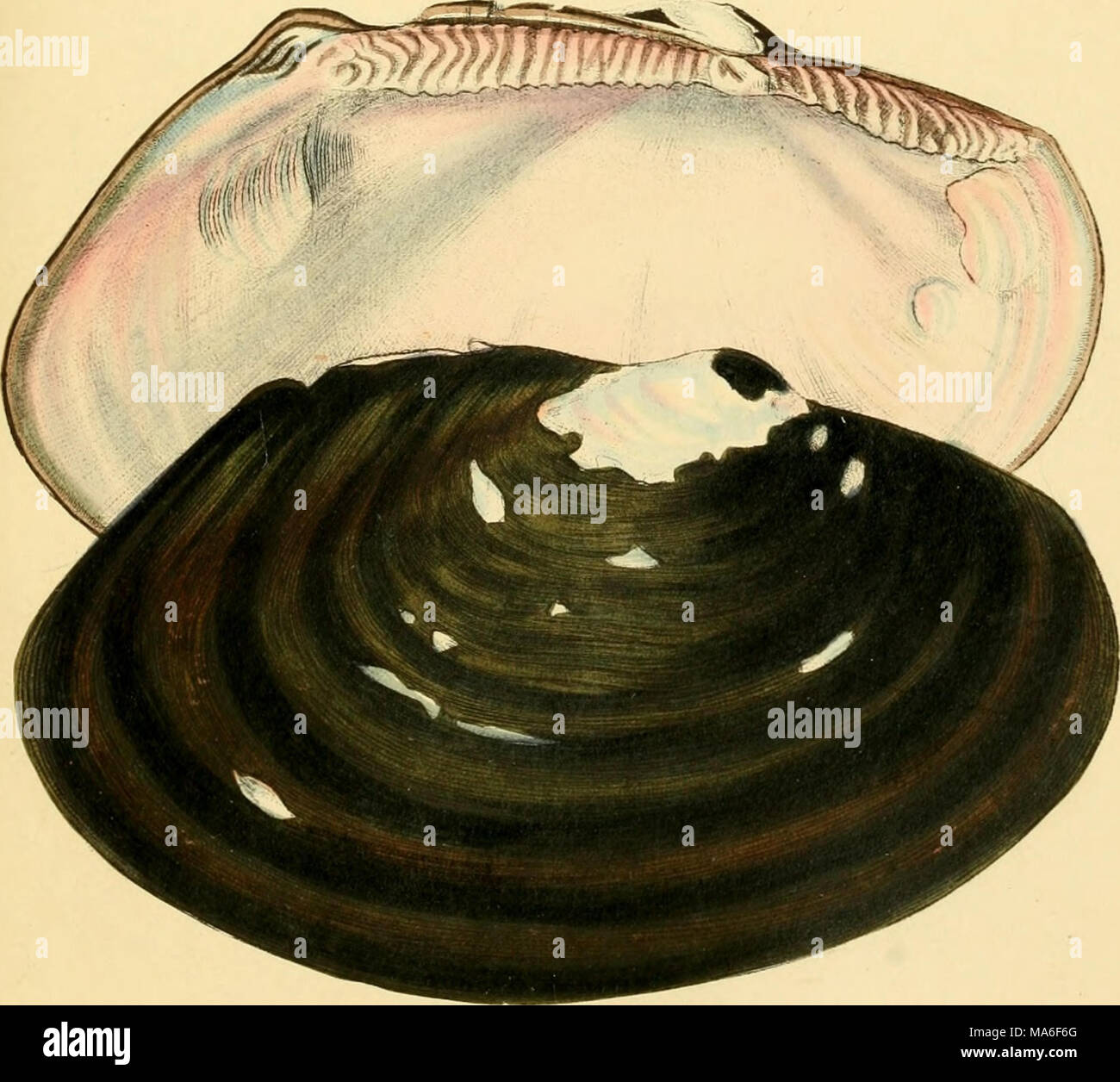 . Elements of conchology : an introduction to the natural history of ...