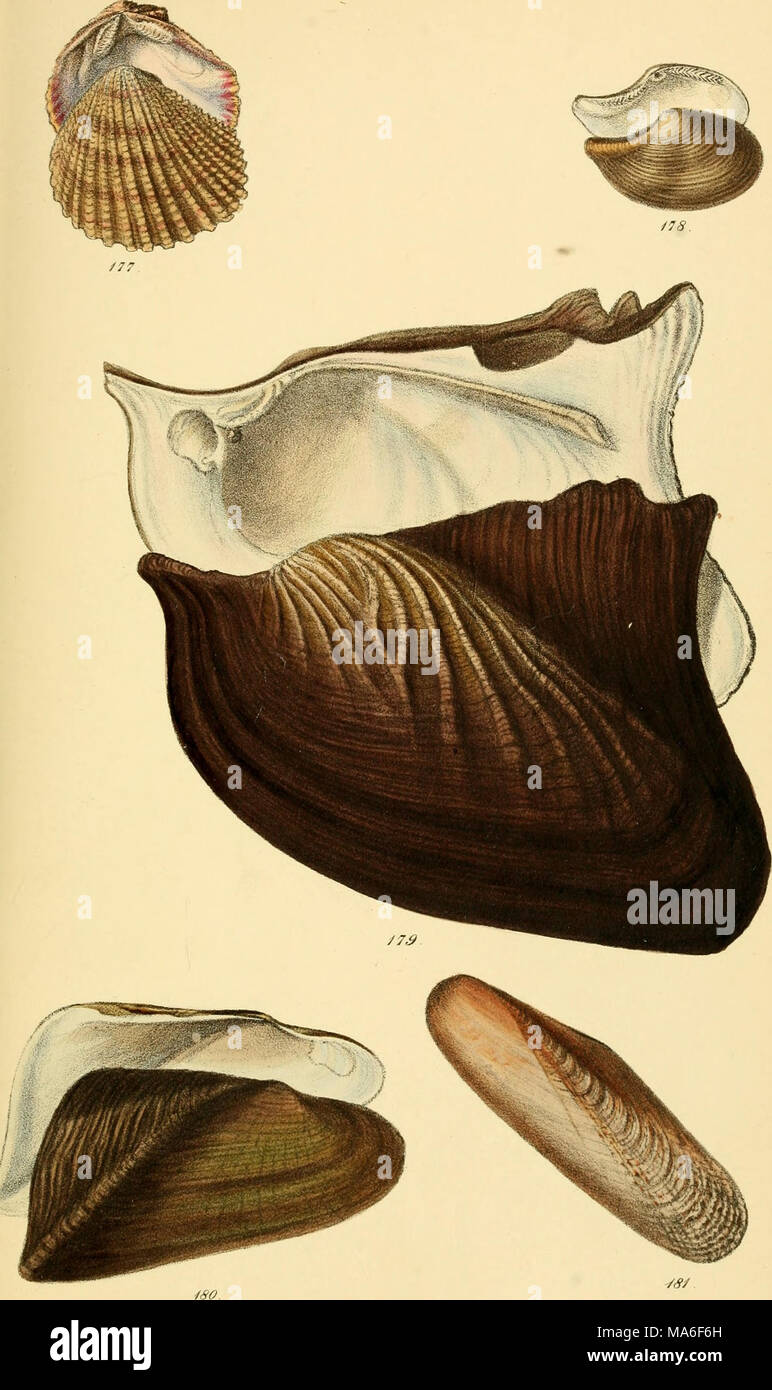 . Elements of conchology : an introduction to the natural history of ...