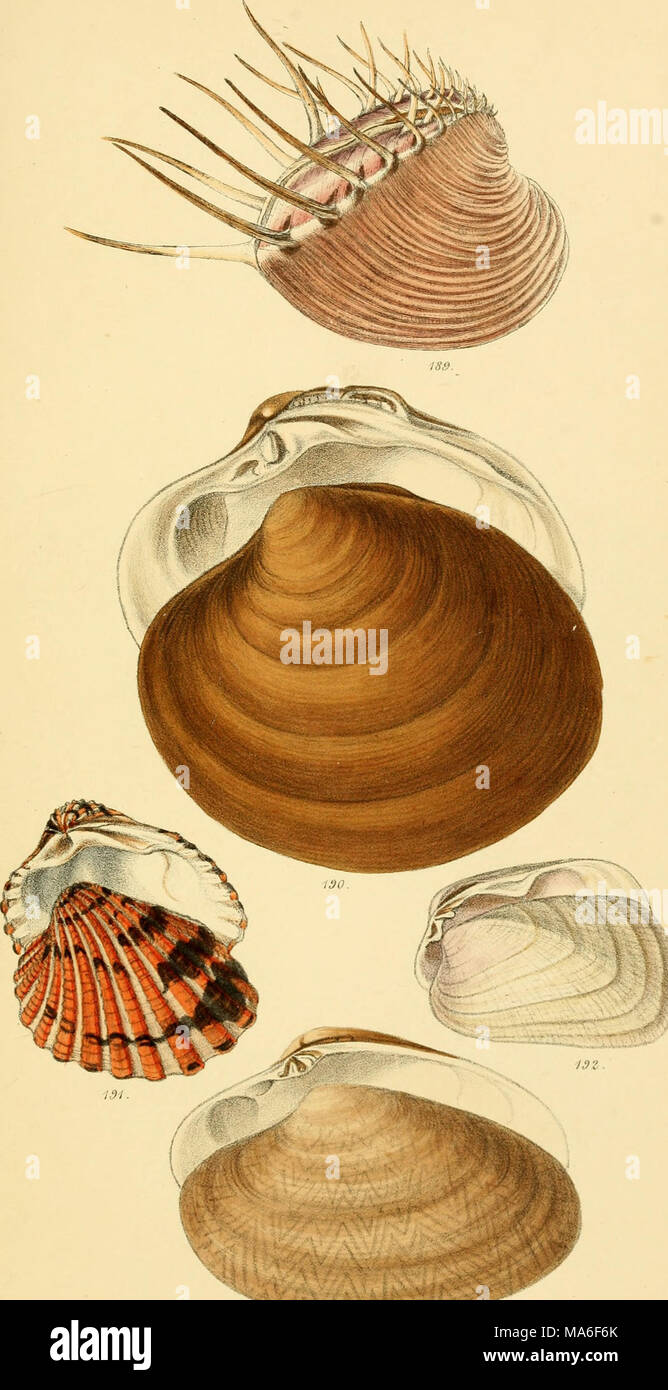 . Elements of conchology : an introduction to the natural history of ...