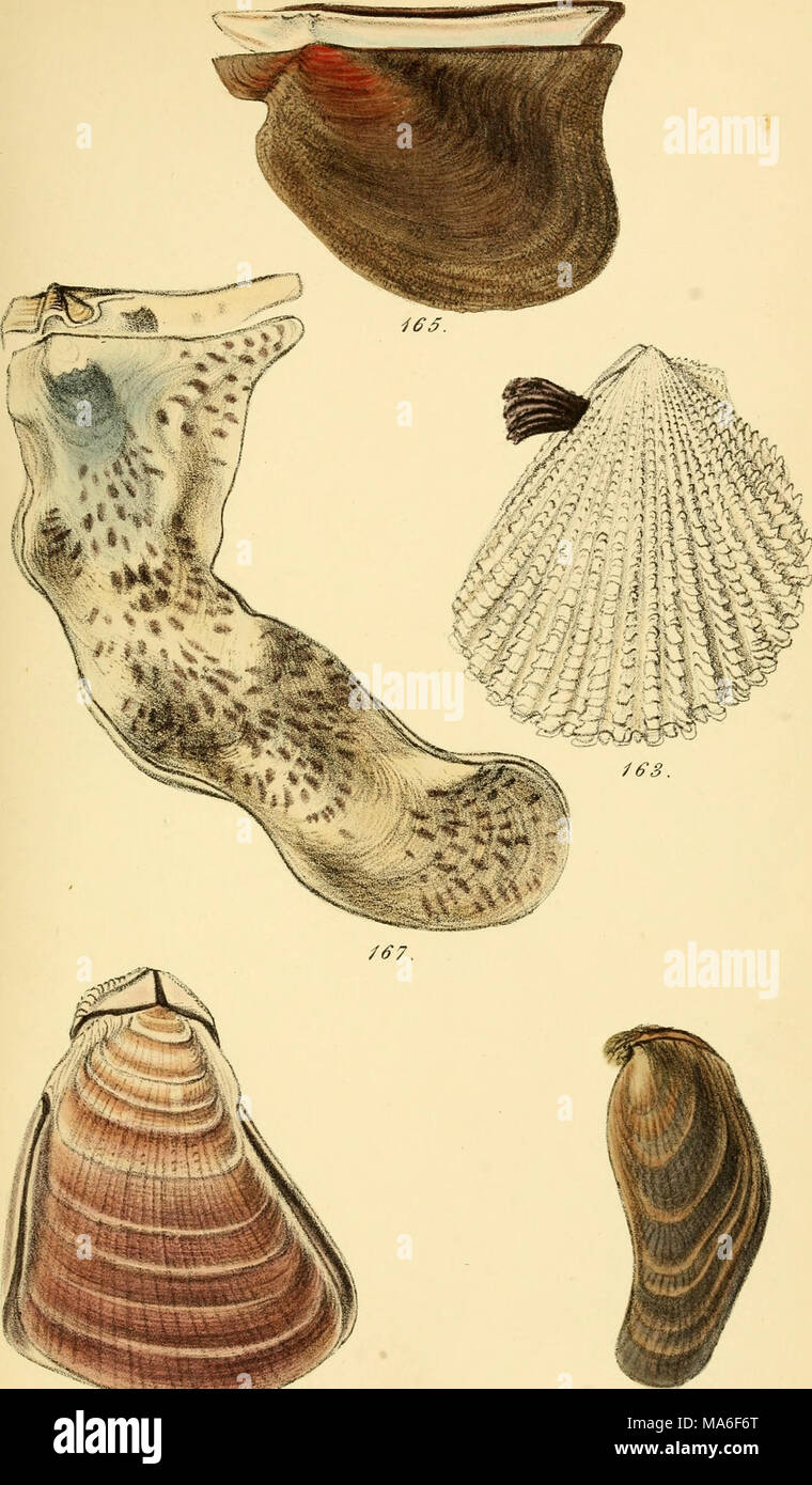 . Elements of conchology : an introduction to the natural history of ...