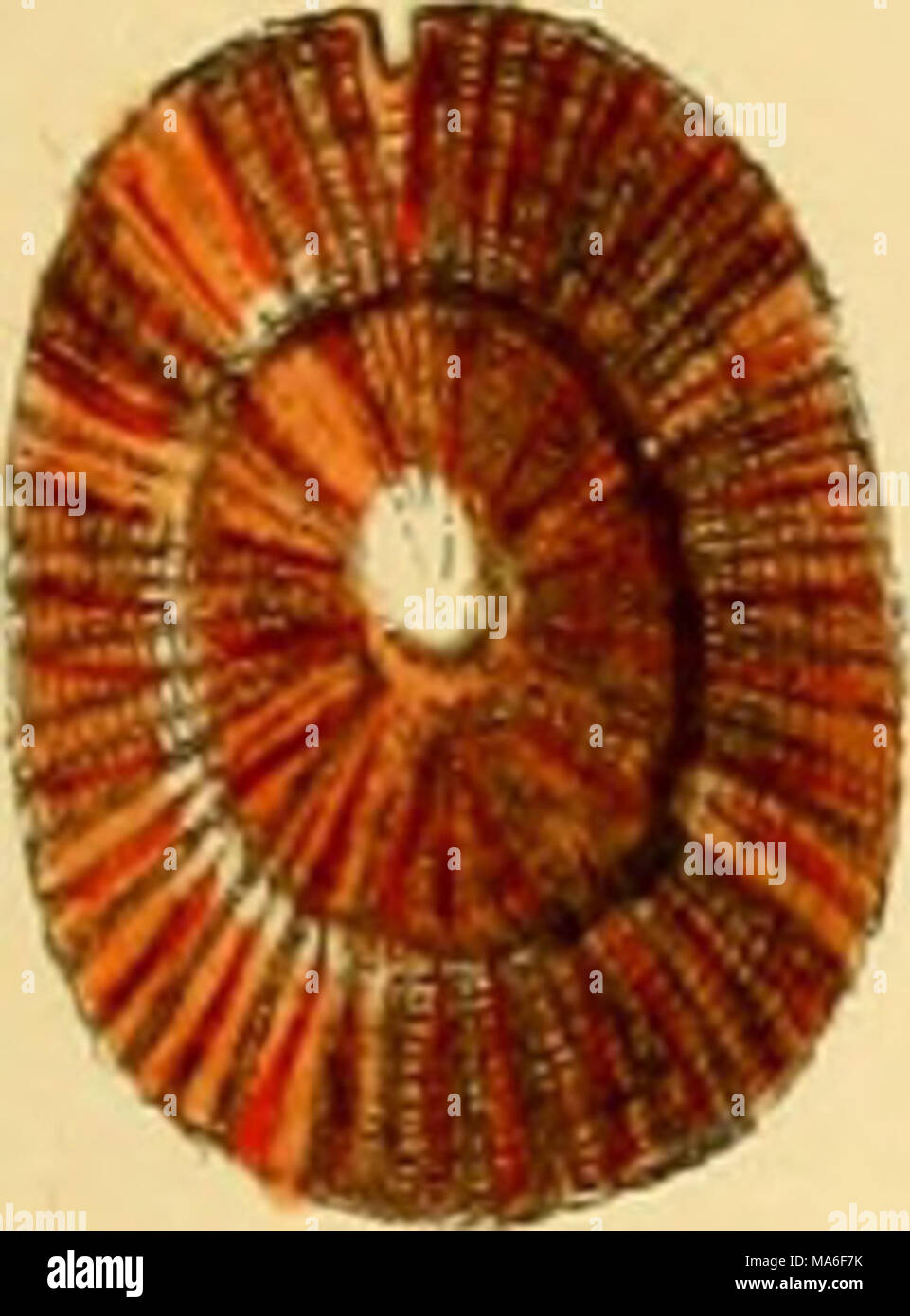 . Elements of conchology : an introduction to the natural history of ...