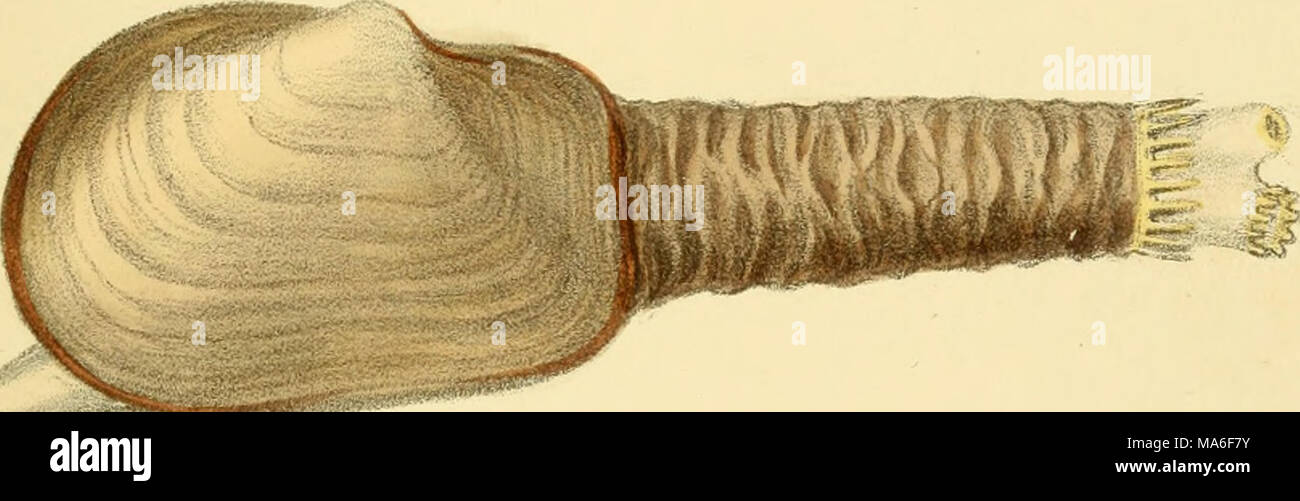 . Elements of conchology : an introduction to the natural history of ...