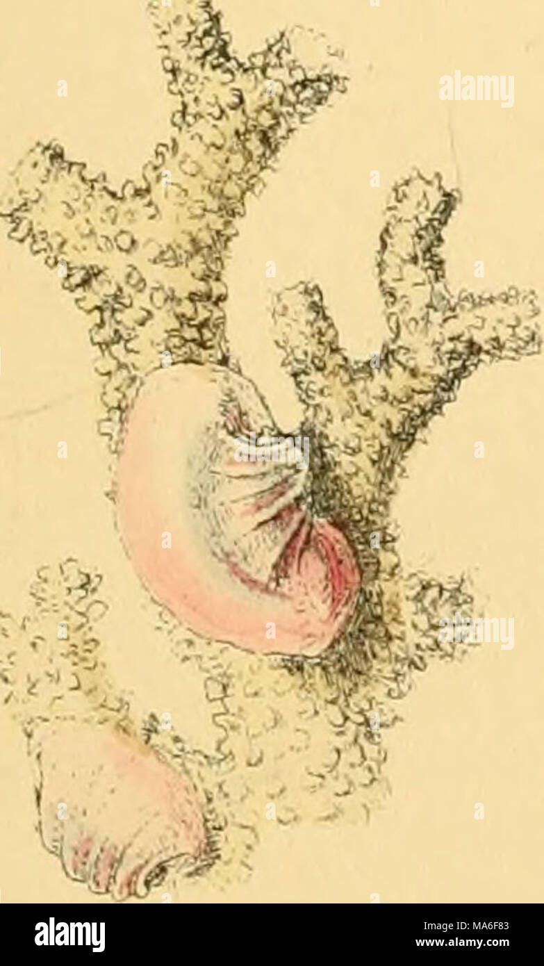 . Elements of conchology : an introduction to the natural history of ...