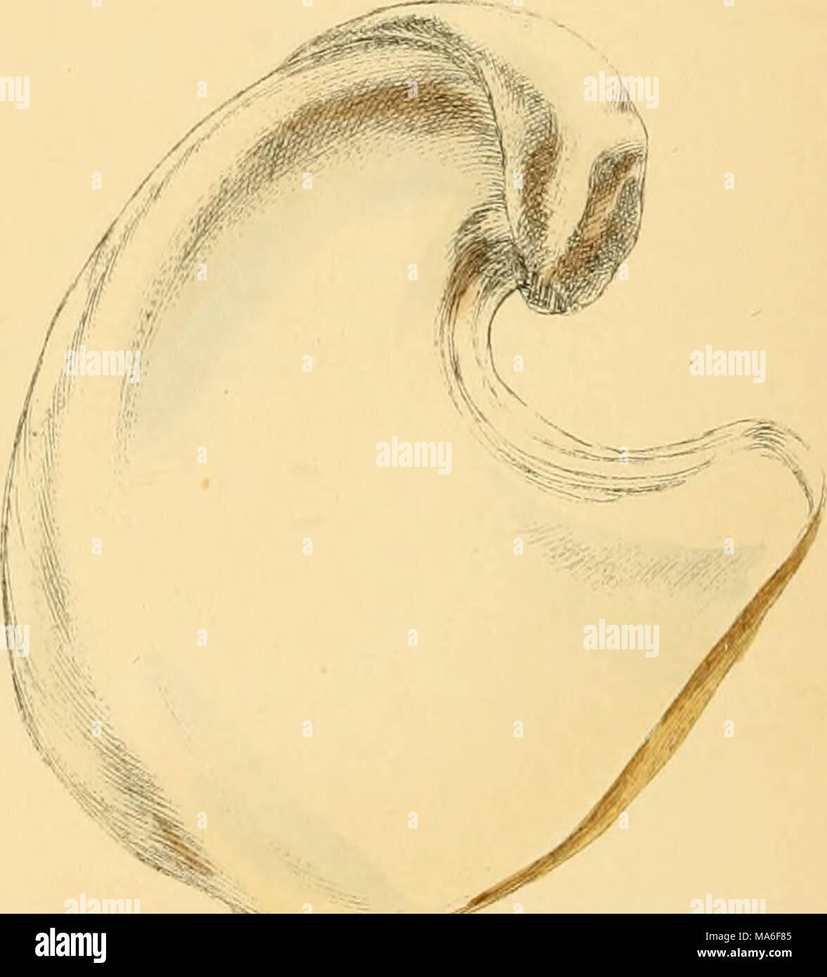 . Elements of conchology : an introduction to the natural history of ...