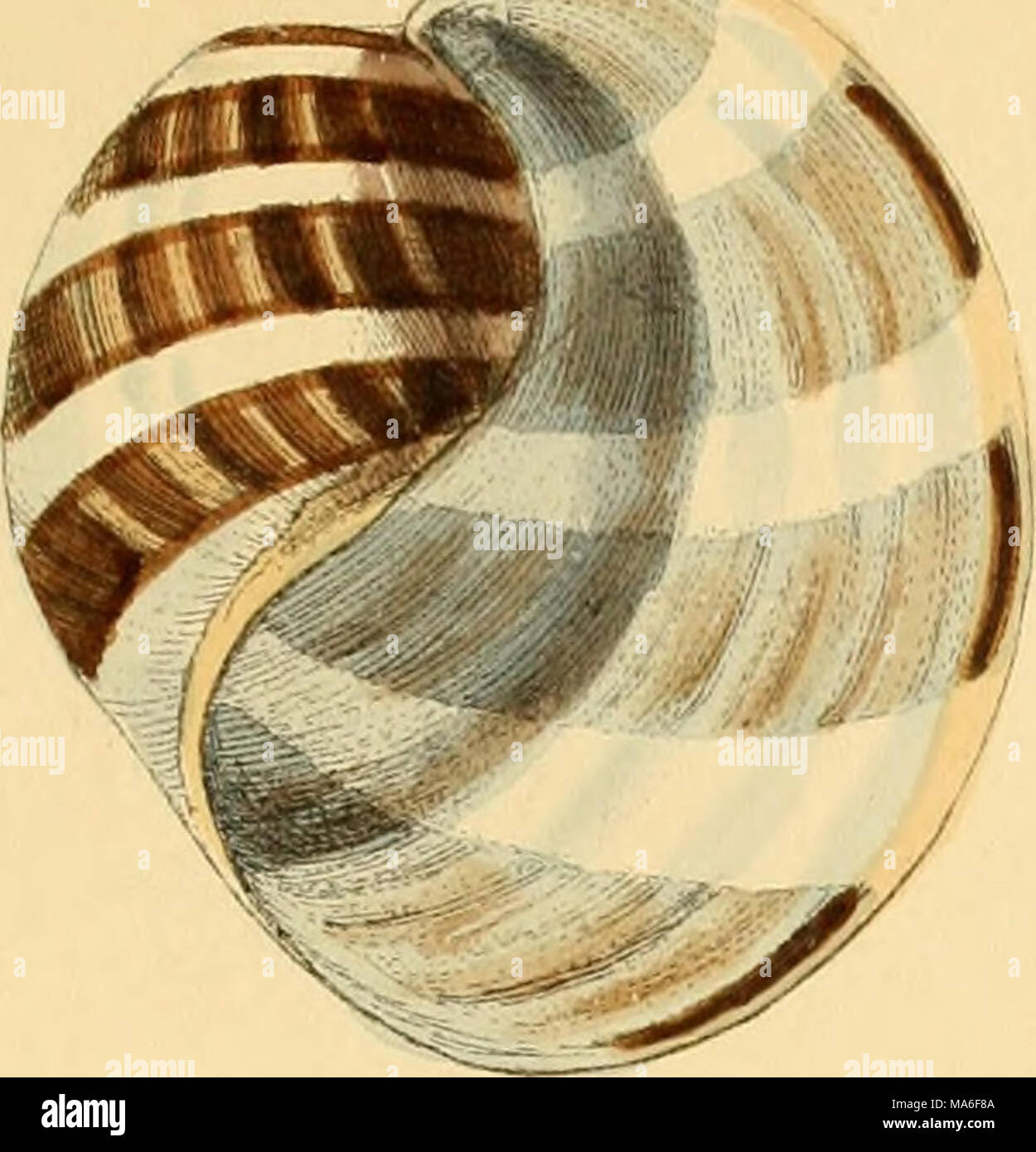 . Elements of conchology : an introduction to the natural history of ...