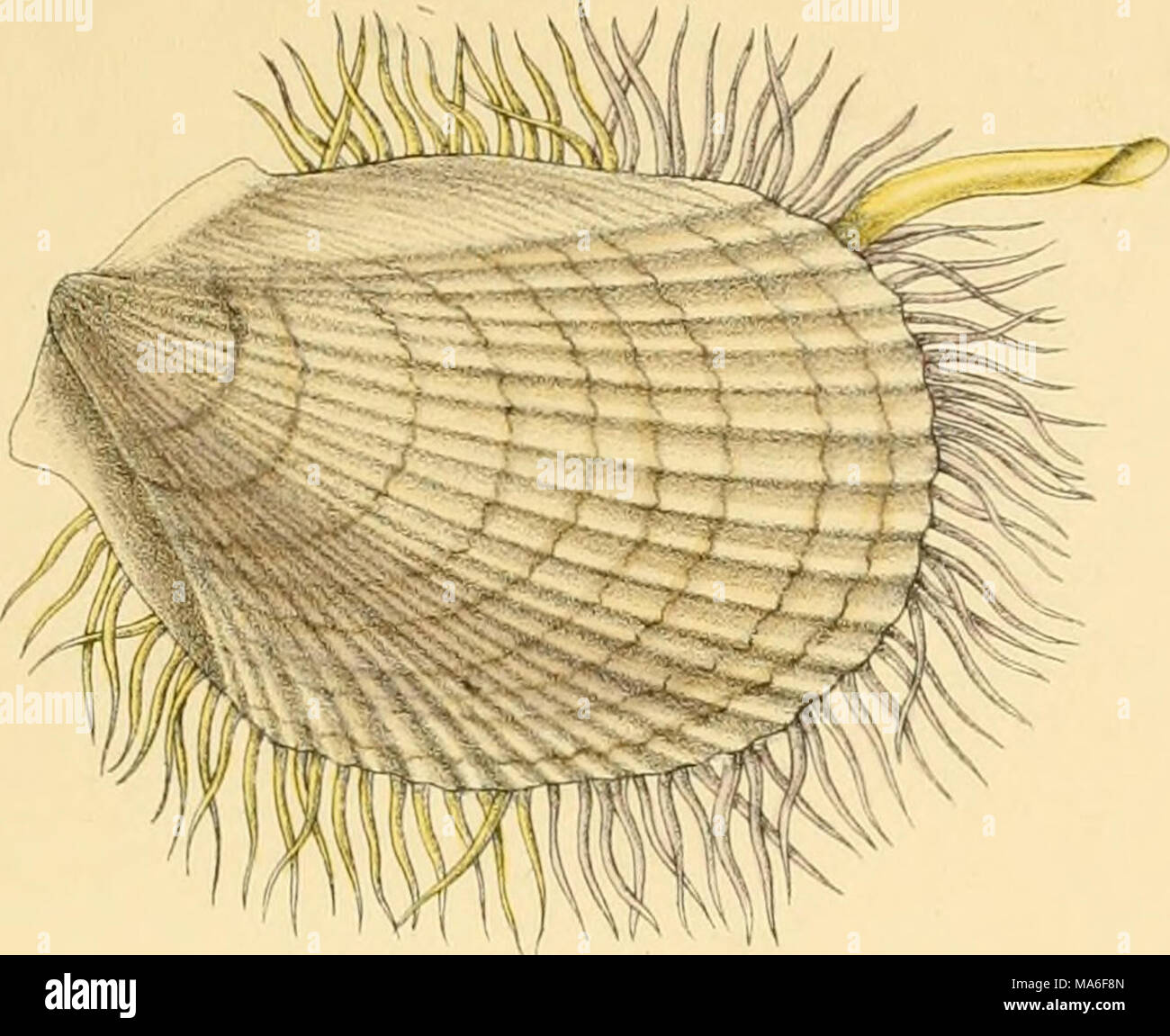 . Elements of conchology : an introduction to the natural history of ...