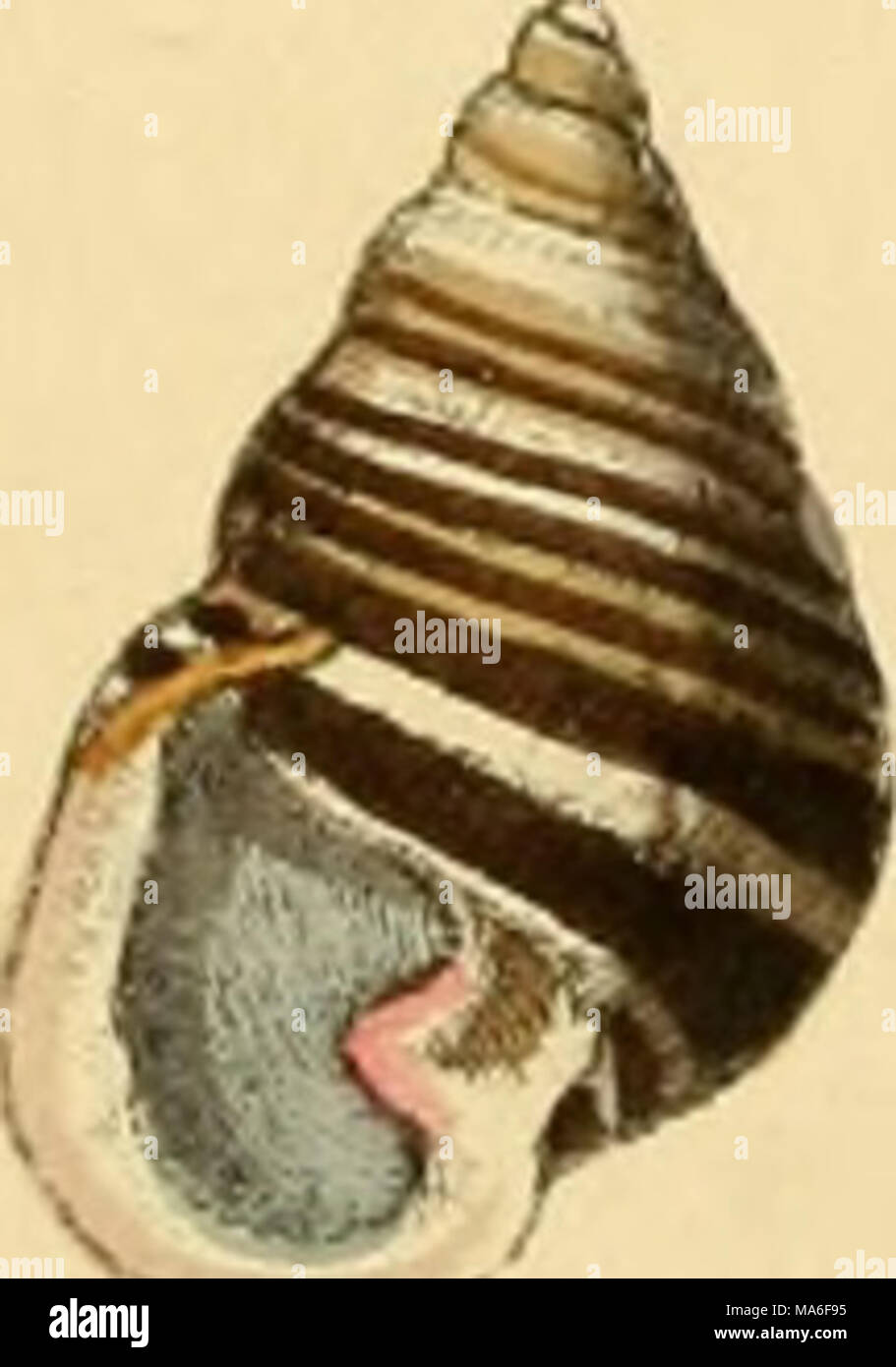 . Elements of conchology : an introduction to the natural history of ...