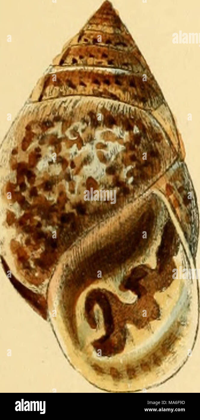 . Elements of conchology : an introduction to the natural history of ...