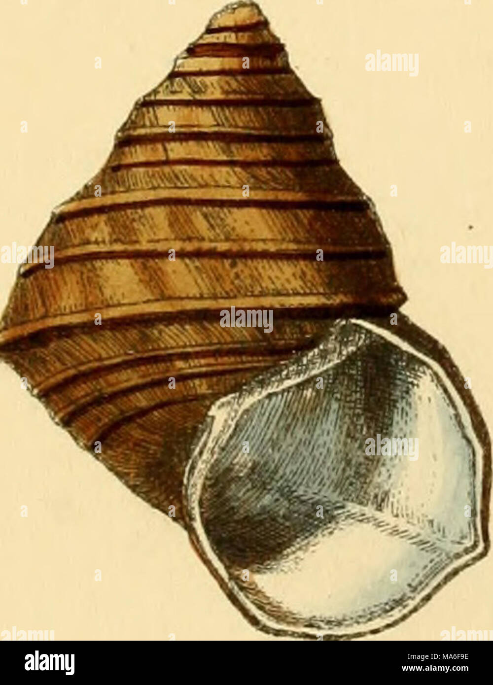 . Elements of conchology : an introduction to the natural history of ...