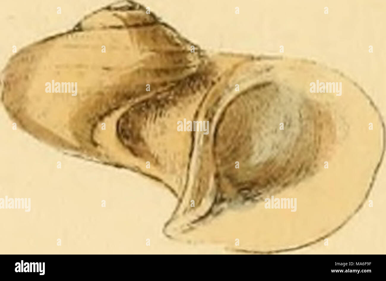 . Elements of conchology : an introduction to the natural history of ...