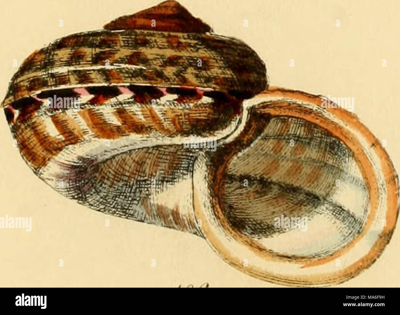 . Elements of conchology : an introduction to the natural history of ...