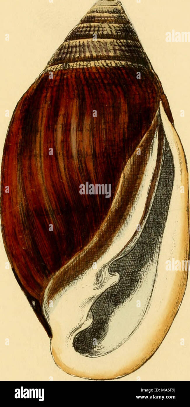. Elements of conchology : an introduction to the natural history of ...