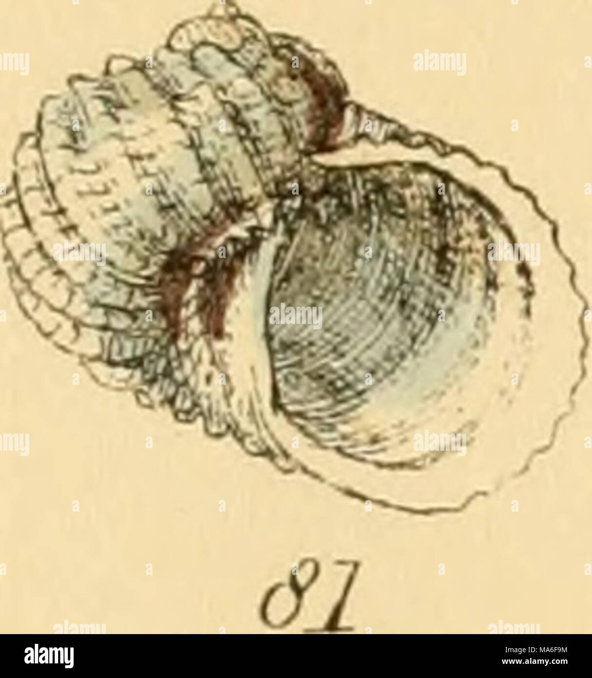 . Elements of conchology : an introduction to the natural history of ...