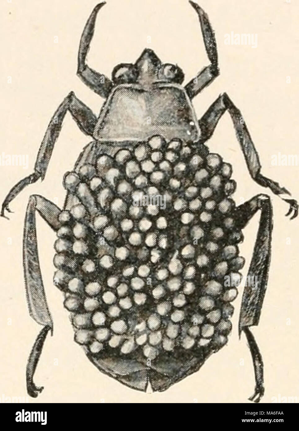 Giant Water Bug Eating Turtle