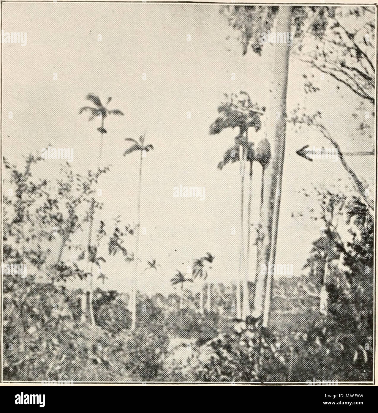 . Elementary entomology . FIG. 134. White ants' nest on trunk of tree ...