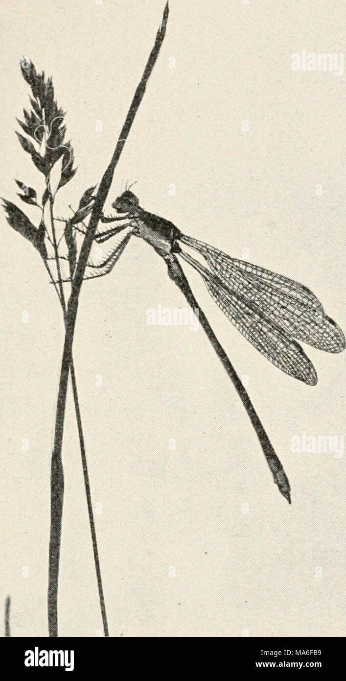 . Elementary entomology . FIG. 126. A damsel-fly (Lestes inicata Kirby ...