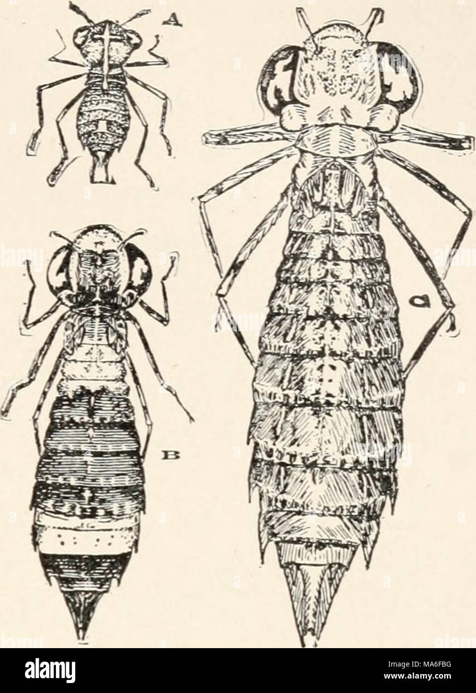 . Elementary entomology . FIG. 128. Early stages of nymph of a dragon ...