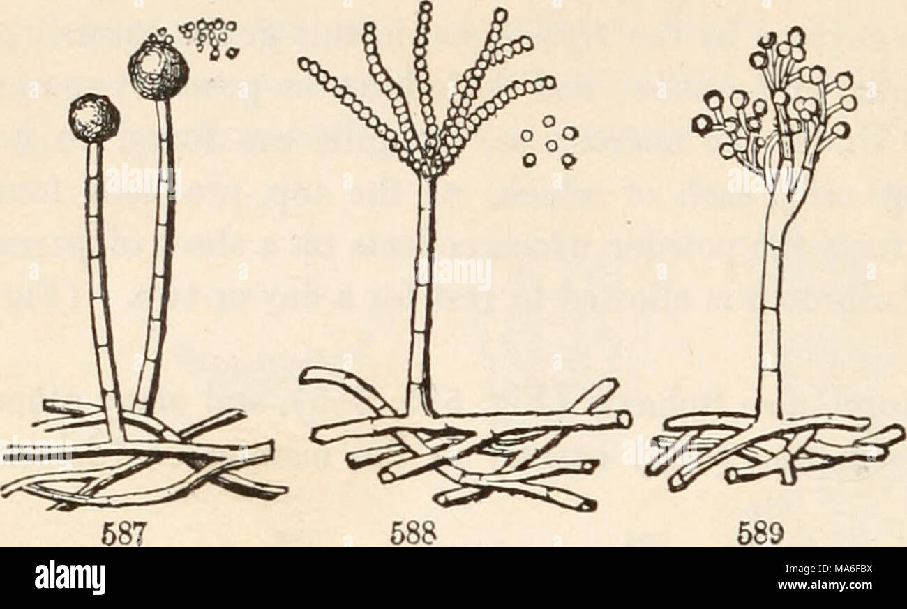 . The elements of botany for beginners and for schools Stock Photo - Alamy