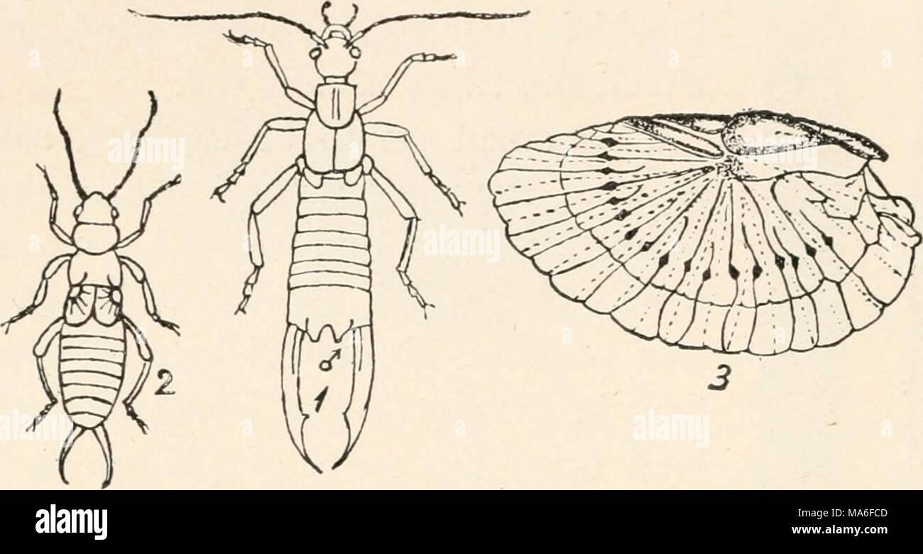 . Elementary entomology . FIG. 112. An earwig (Forficula taeniata ...