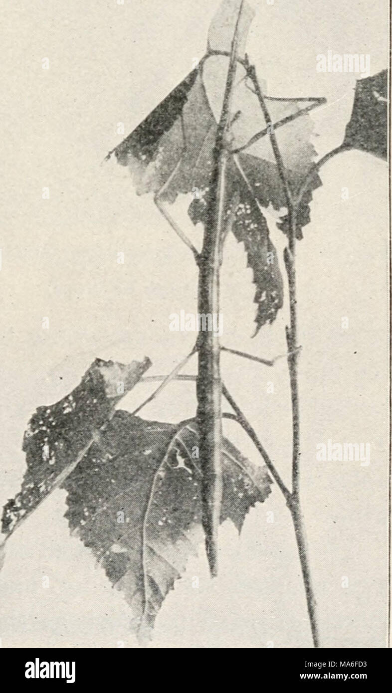 Leaf skeletonizer hi-res stock photography and images - Alamy