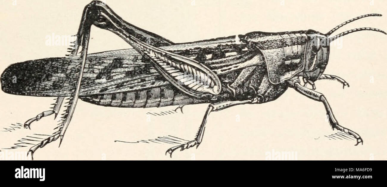 . Elementary entomology . FIG. 100. The bird grasshopper, or American ...