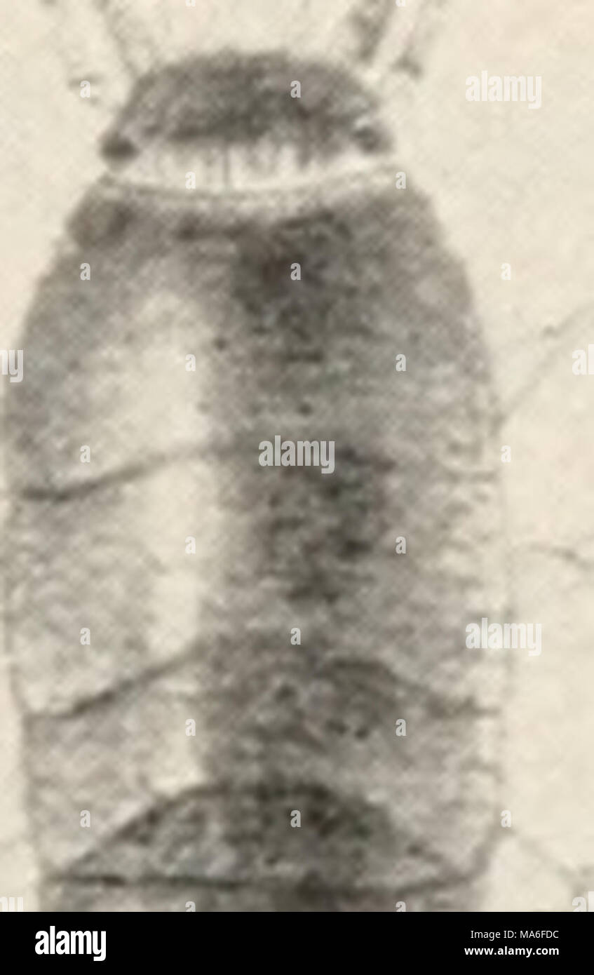 . Elementary entomology . FIG. 87. Silver fish-moth (Lepisma ...