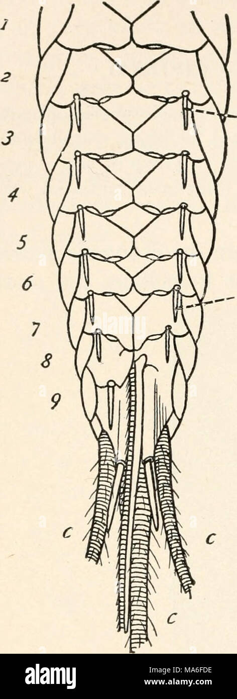 . Elementary entomology . FIG. 88. Underside of abdomen of a female Mac ...