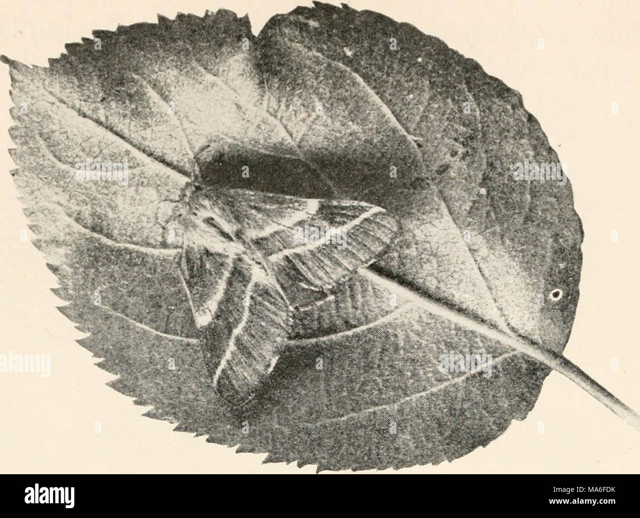 . Elementary entomology . FIG. 80. Female tent caterpillar moth at rest ...
