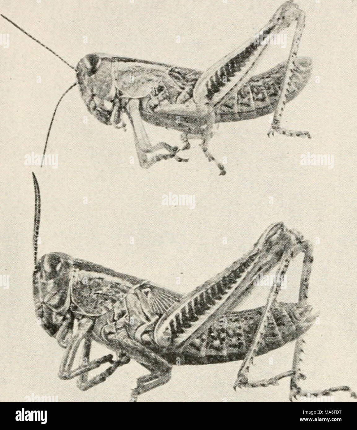 . Elementary entomology . FIG. 68. Last two stages of nymphs of differ ...