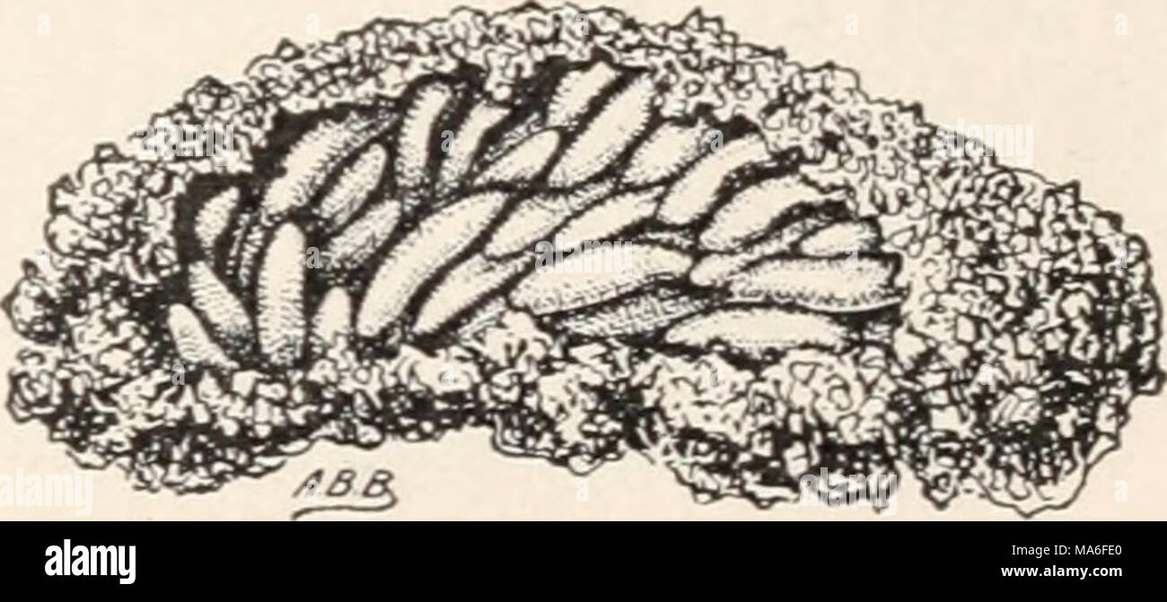 . Elementary entomology . FIG. 67. Egg mass of the differential locust ...