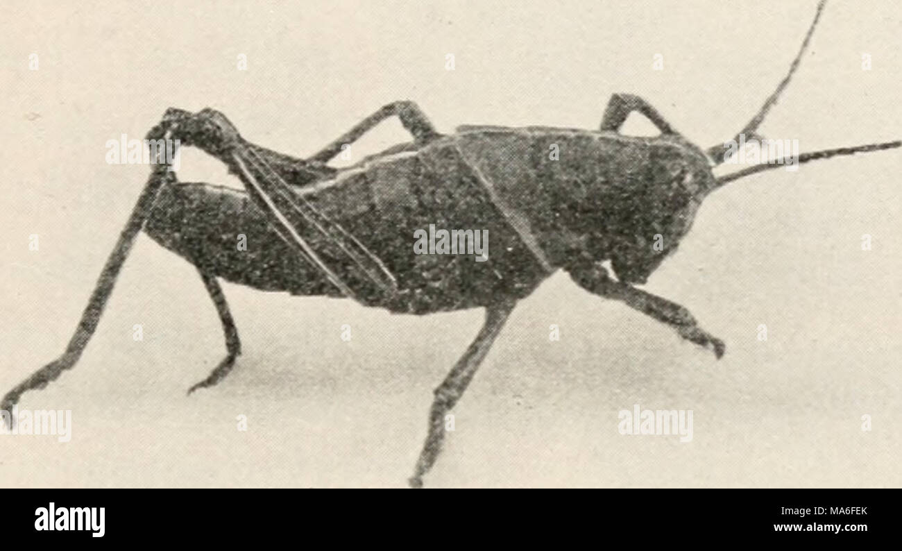 Molting grasshopper hi-res stock photography and images - Alamy